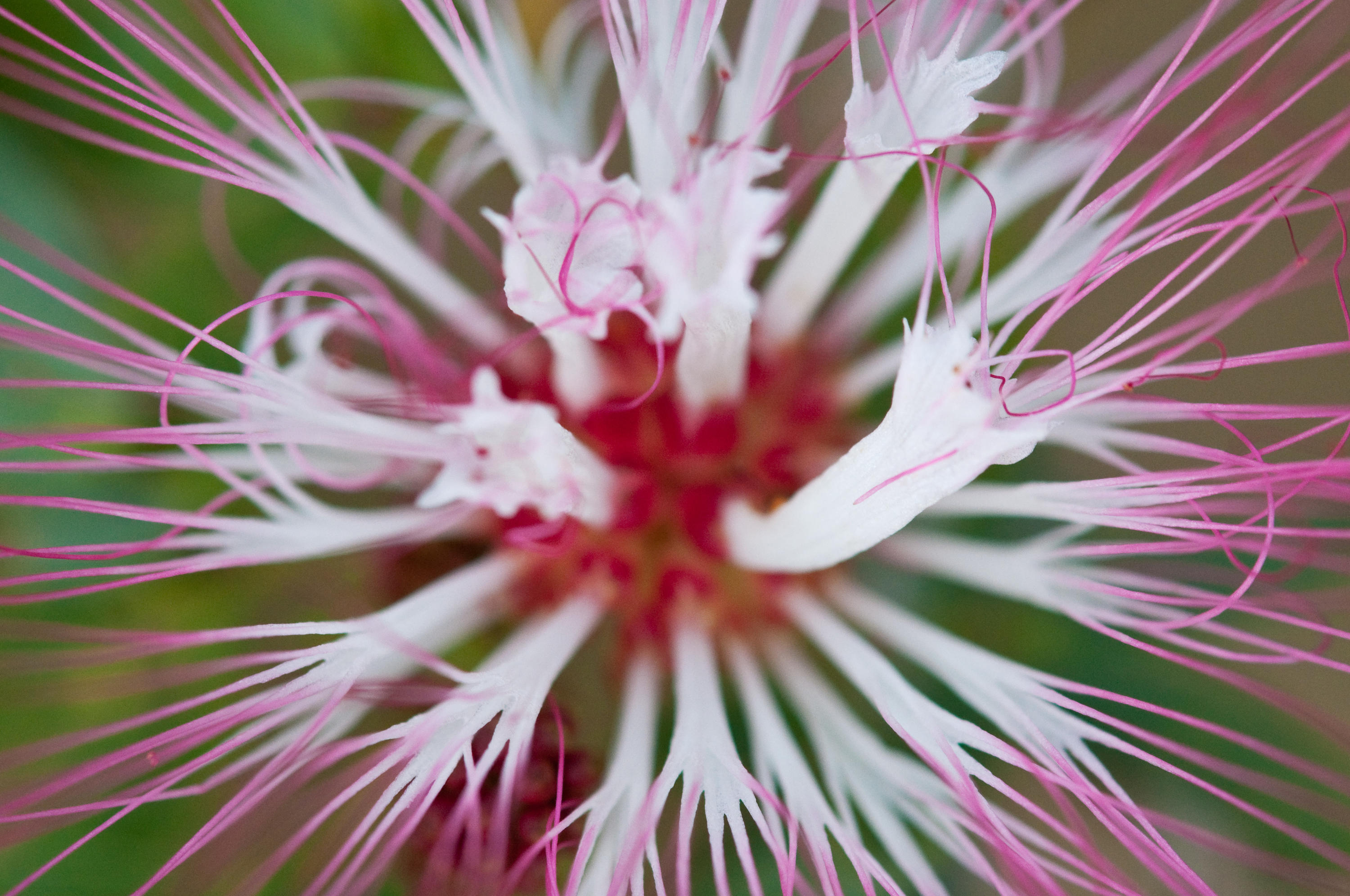 AMAZONIAN PLANT MEDICINE: Plant Teachers, Master Plants, Plant Spirits