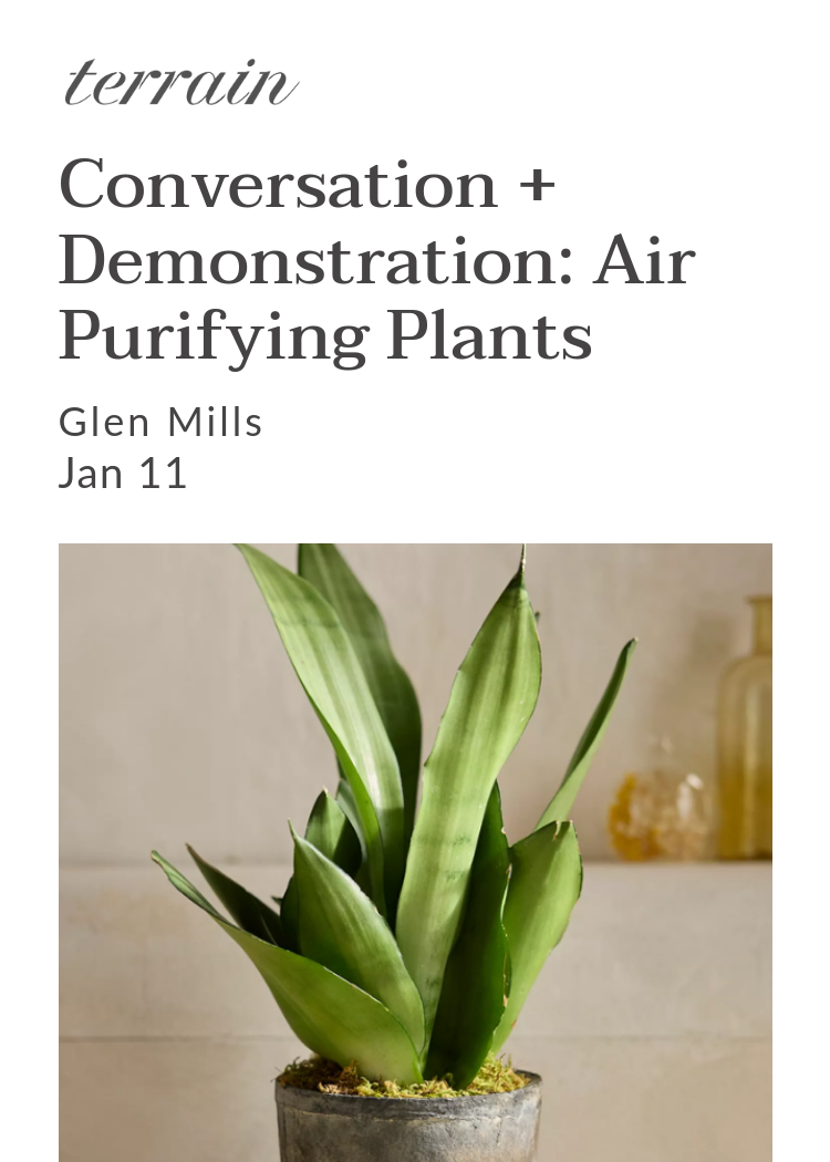 Conversation + Demonstration: Air Purifying Plants